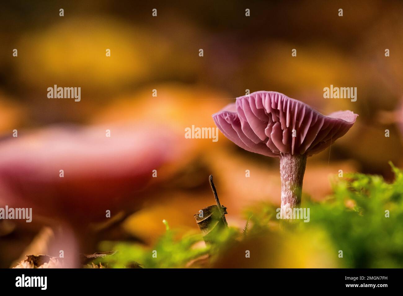Purple Mousseron (Laccaria amethystina), forêt de la Reine, Lorraine ...