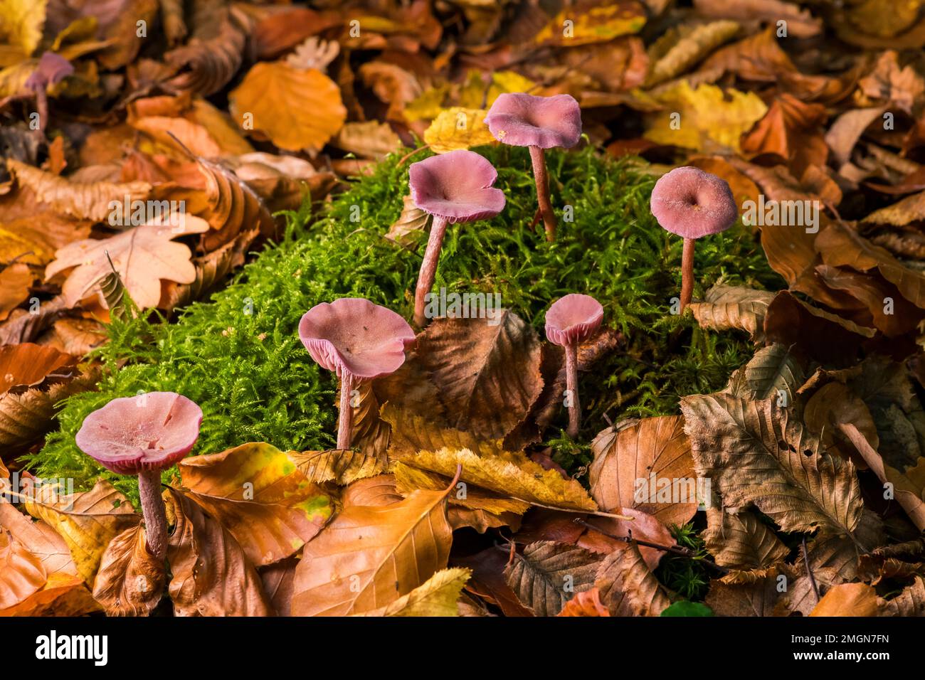 Purple Mousseron (Laccaria amethystina), forêt de la Reine, Lorraine ...