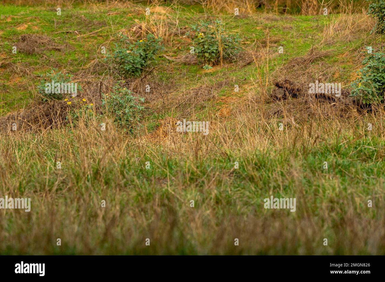 Indian wild male leopard or panther or panthera pardus fusca camouflage ...