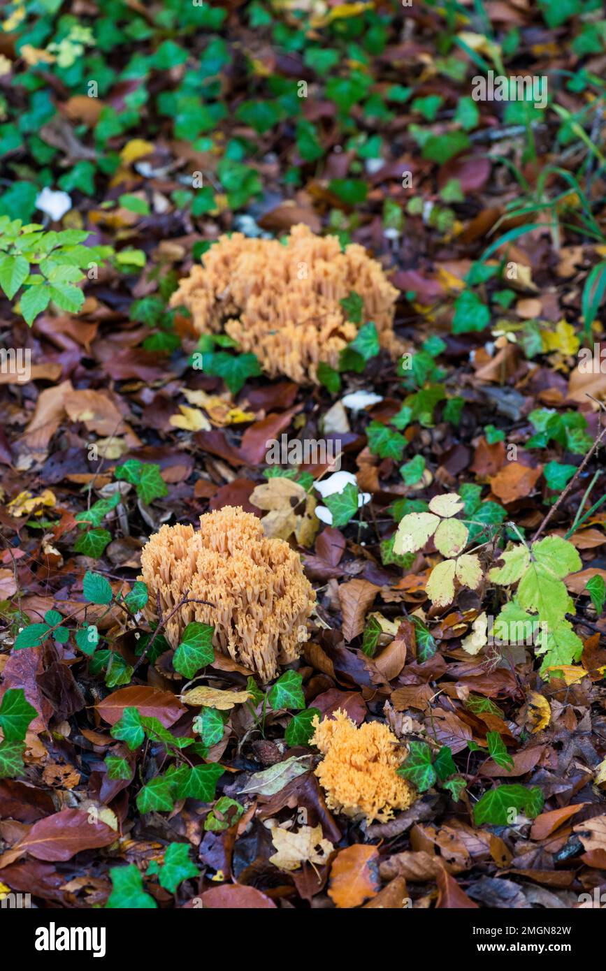 Coral Fungus (Ramaria sp) in dead leaves, Lorraine, France Stock Photo ...