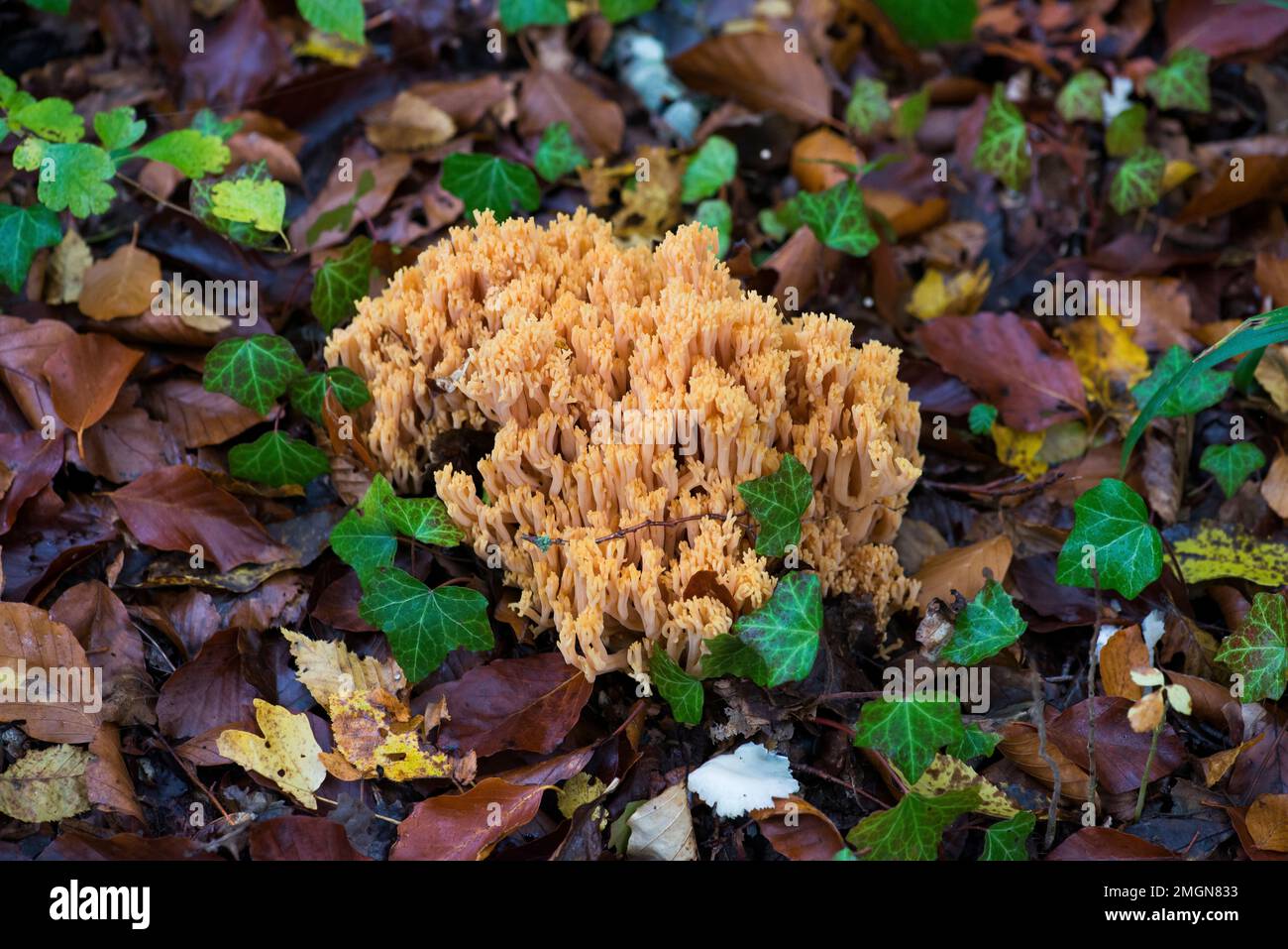 Coral Fungus (Ramaria sp) in dead leaves, Lorraine, France Stock Photo ...
