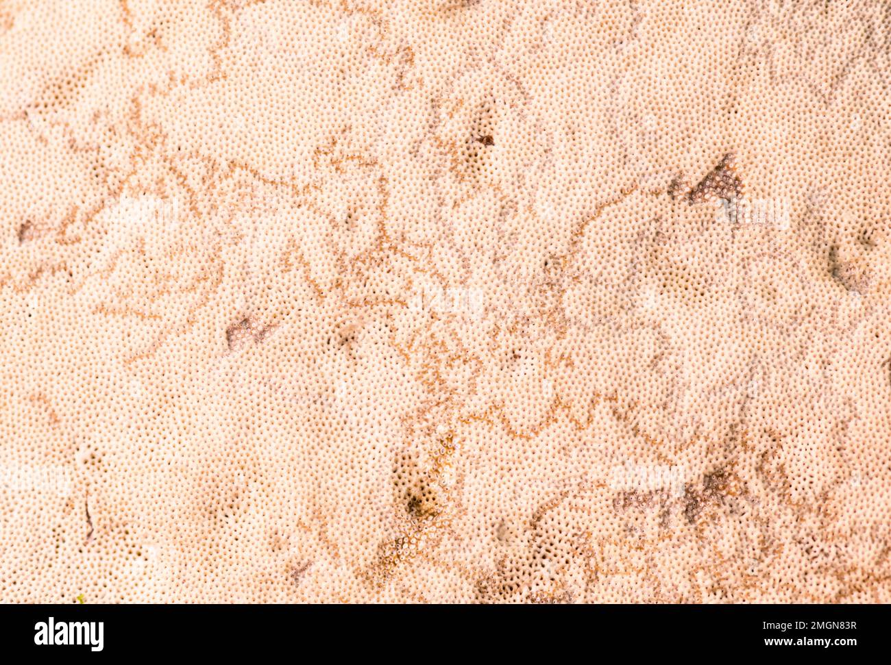 Pore detail with graphic traces of a polypore on a dead tree on the ...