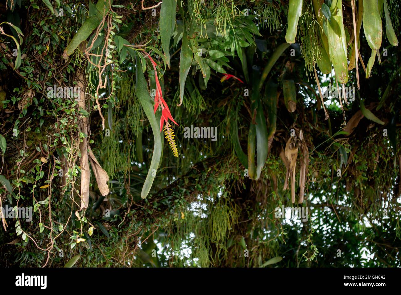 Bromeliads, Cacti and various other epiphytes growing on a tree, Paraty ...