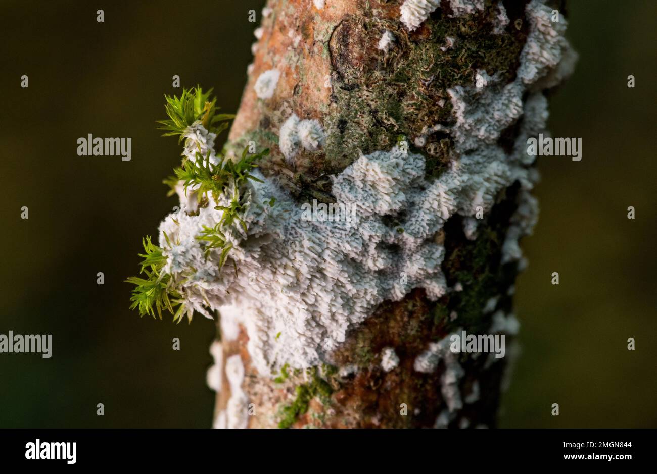 Slime Mold (Mucilago crustacea) on bryophyte moss, Forêt de la Reine ...