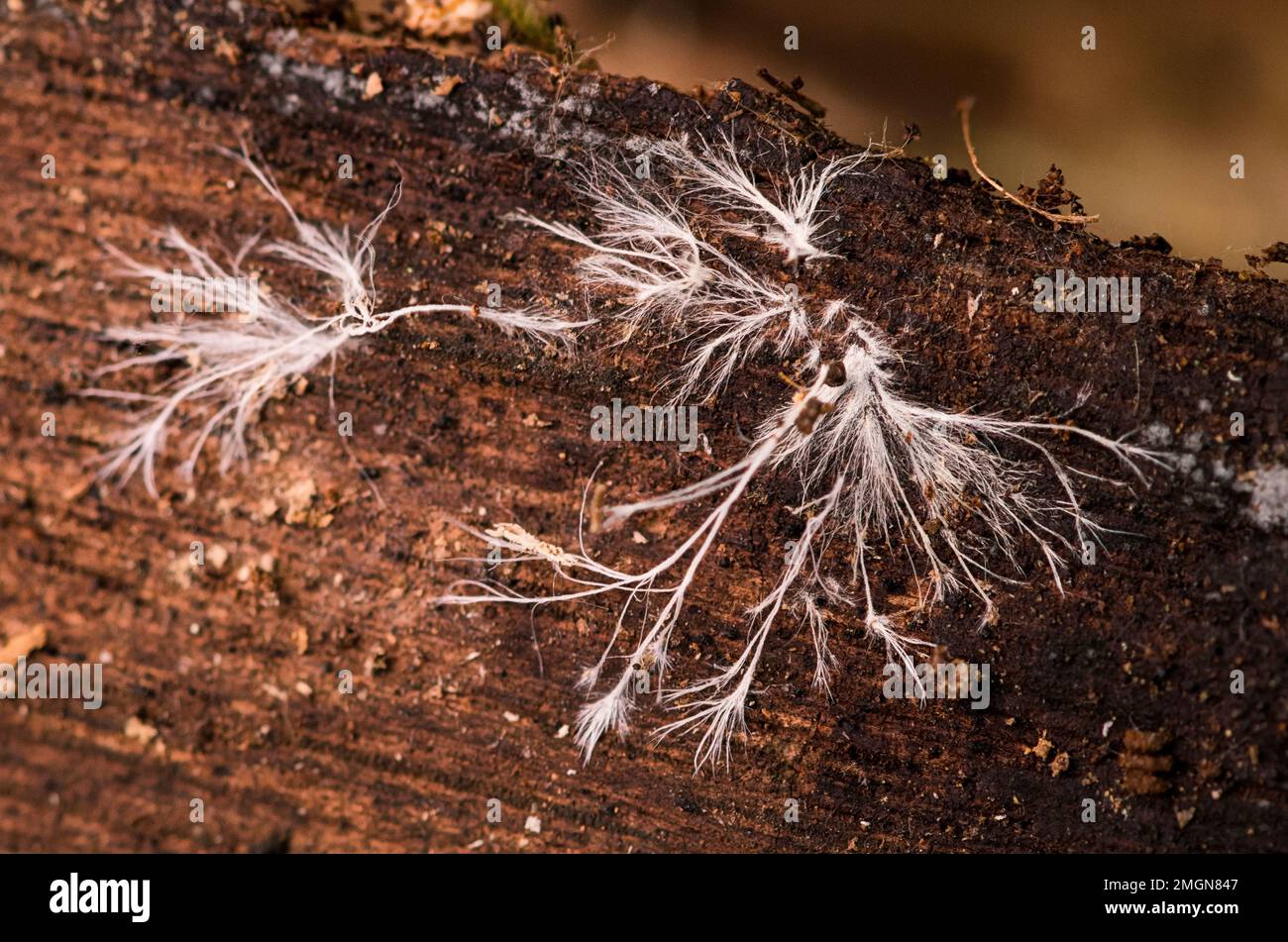 Mycelium network hi-res stock photography and images - Alamy