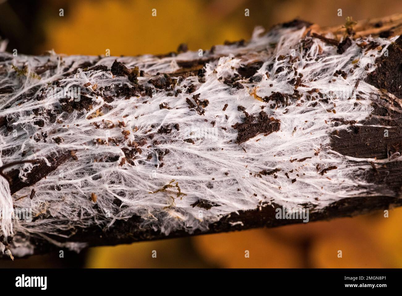 Mycelium network hi-res stock photography and images - Alamy