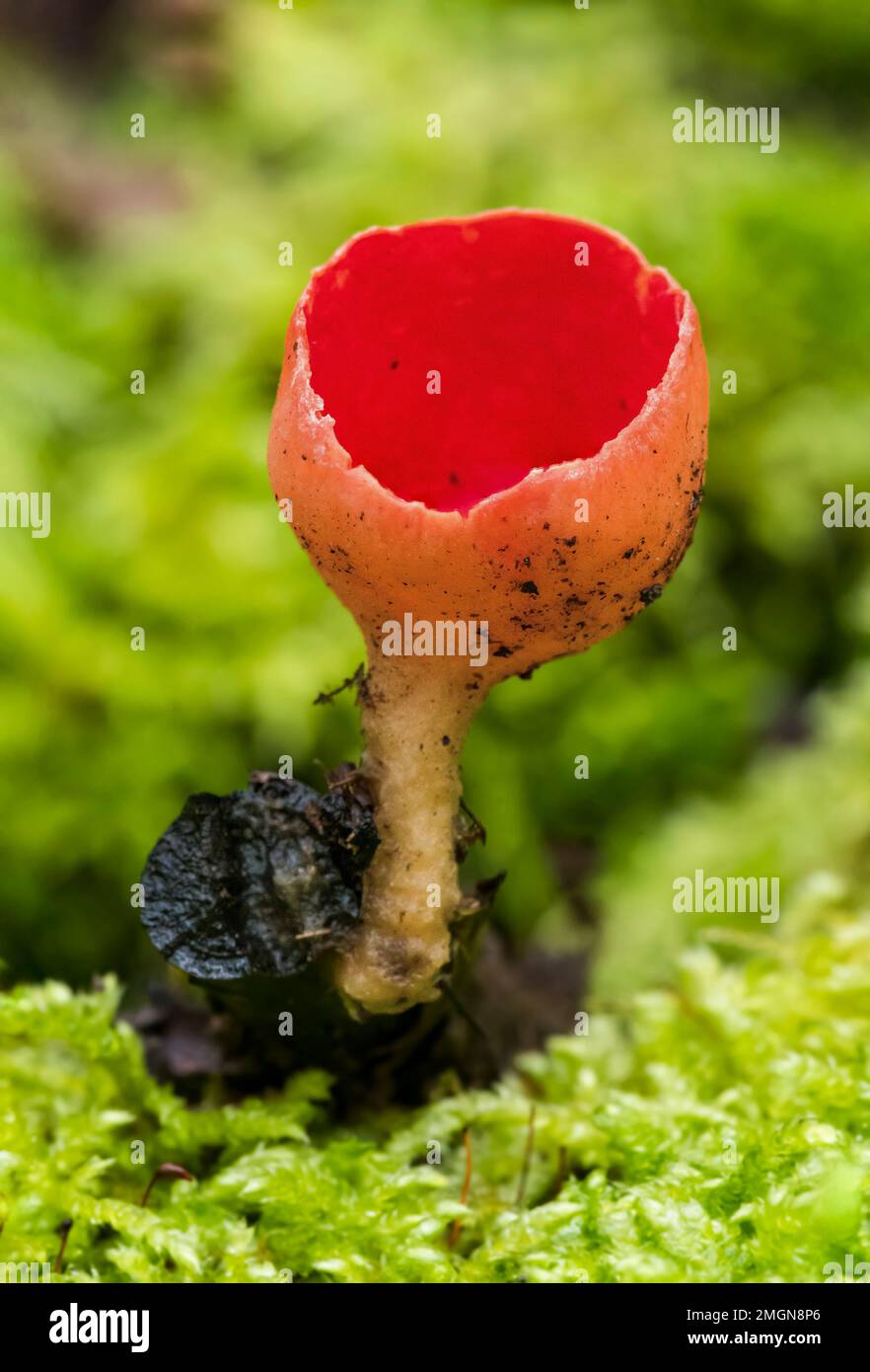 Scarlet cup fungus (Sarcoscypha coccinea), resurgence of the Arot ...