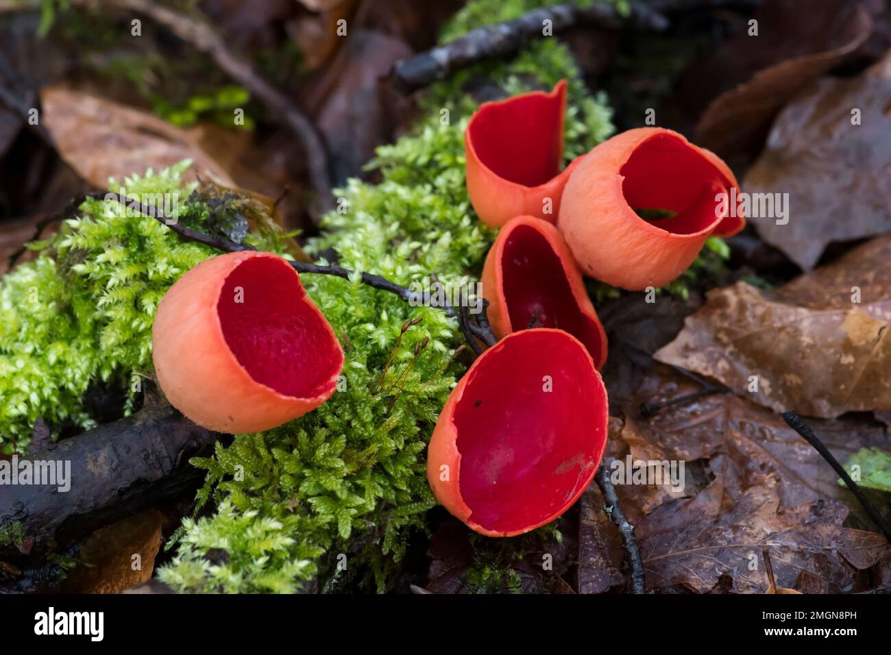 Scarlet cup fungus (Sarcoscypha coccinea), resurgence of the Arot ...