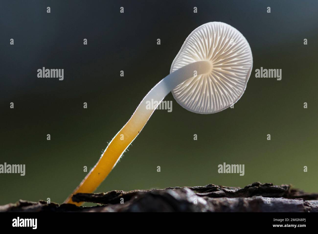 Bonnet (Mycena sp), white mushroom lamellae against the light, pond ...