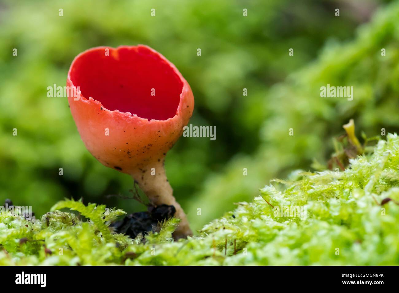 Scarlet cup fungus (Sarcoscypha coccinea), resurgence of the Arot ...