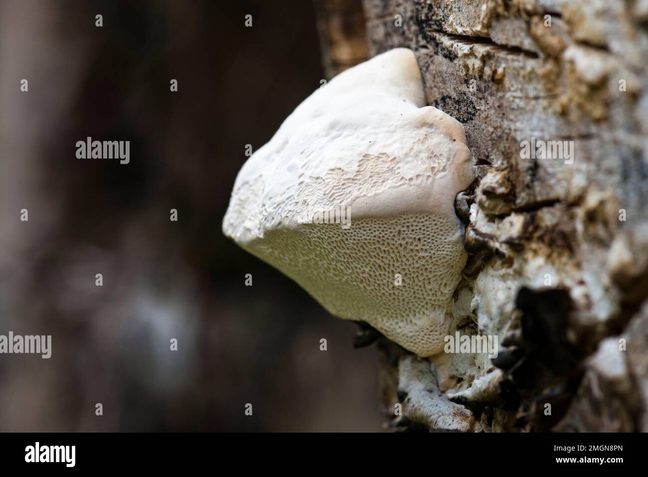 White cheese polypore (Tyromyces chioneus), wood-boring fungi on dead ...