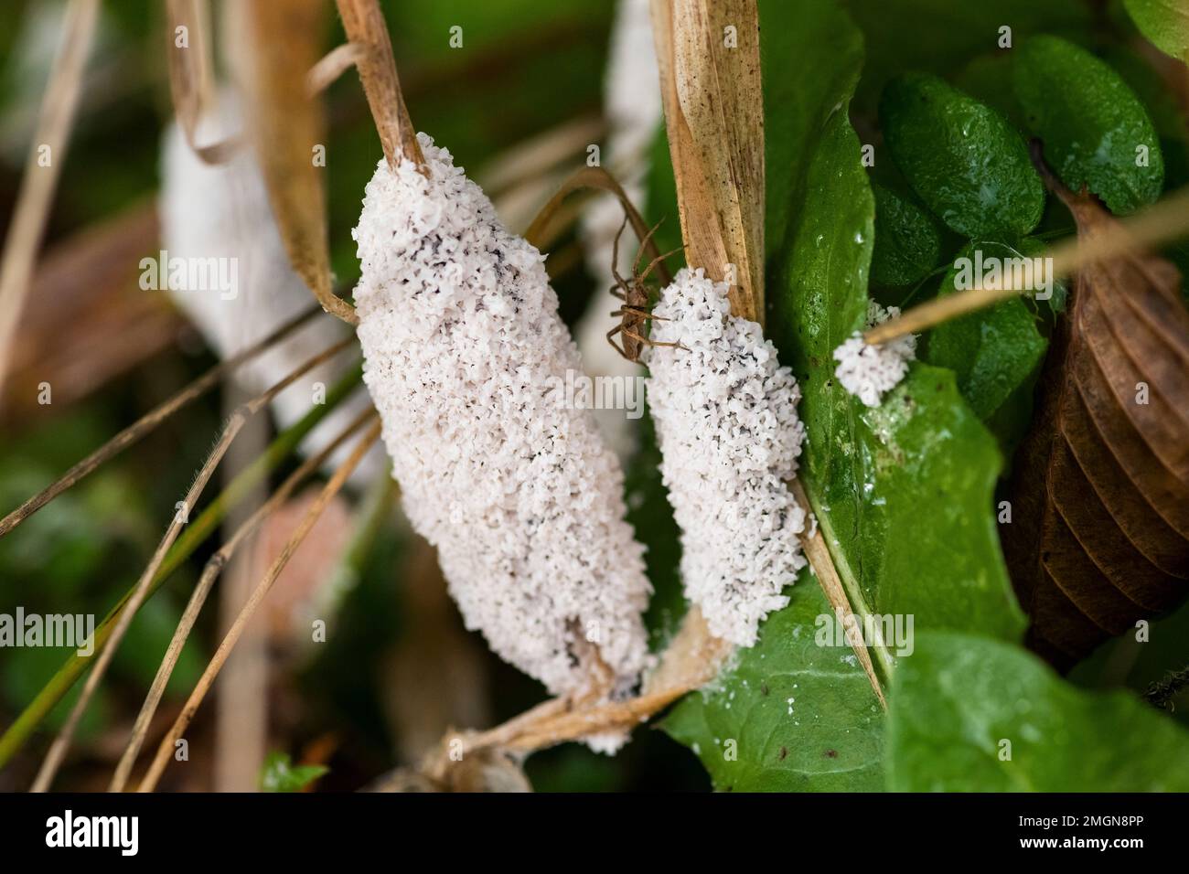 Grey fuligo (Fuligo cinerea) Myxomycete climber on herbaceous plants ...