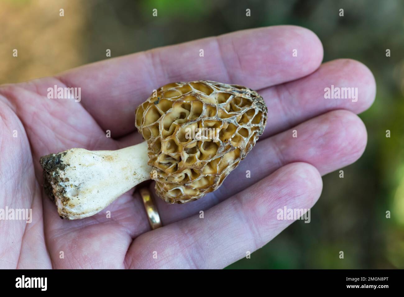 Classic yellow morel (Morchella esculenta) in hand, Lorraine, France ...