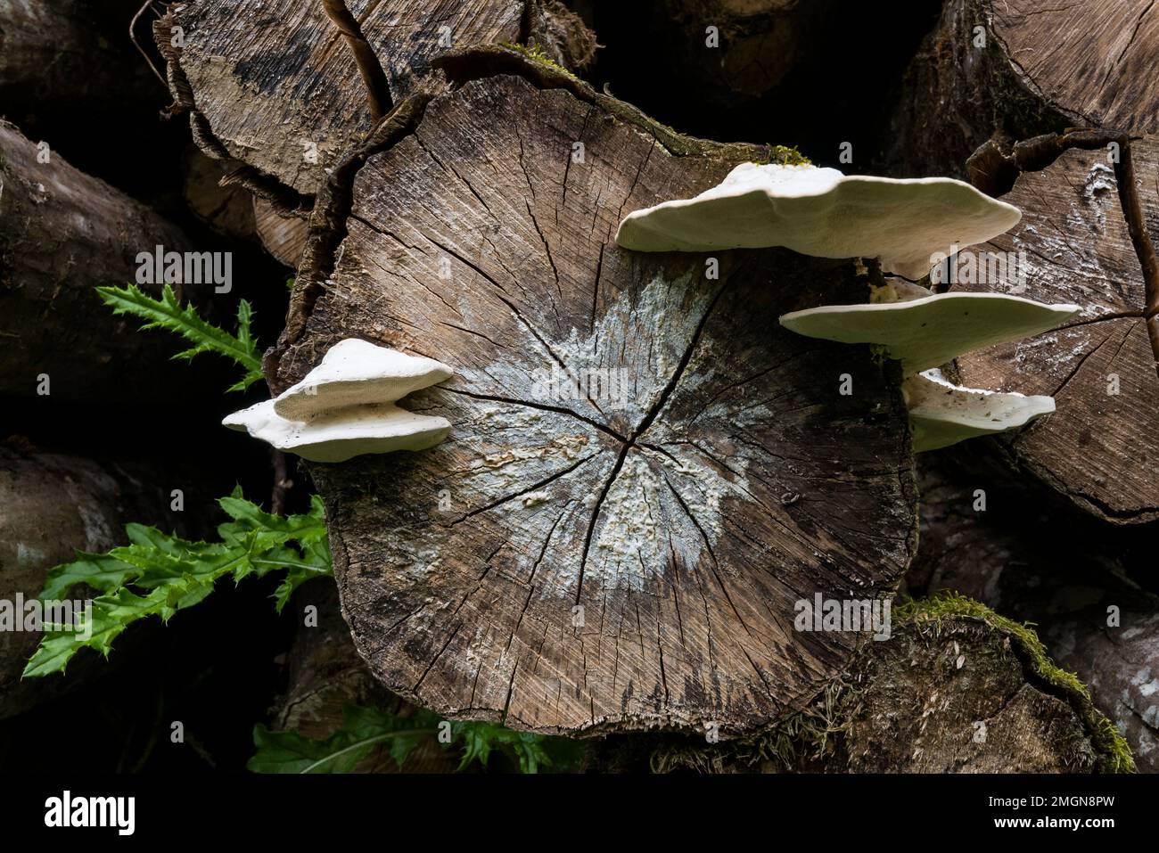 White cheese polypore tyromyces chioneus hi-res stock photography and ...