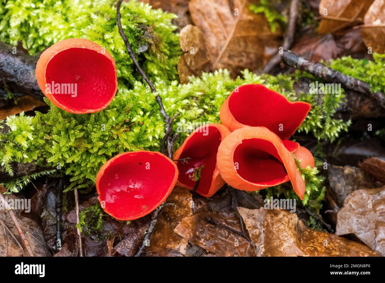 Scarlet cup fungus (Sarcoscypha coccinea), resurgence of the Arot ...