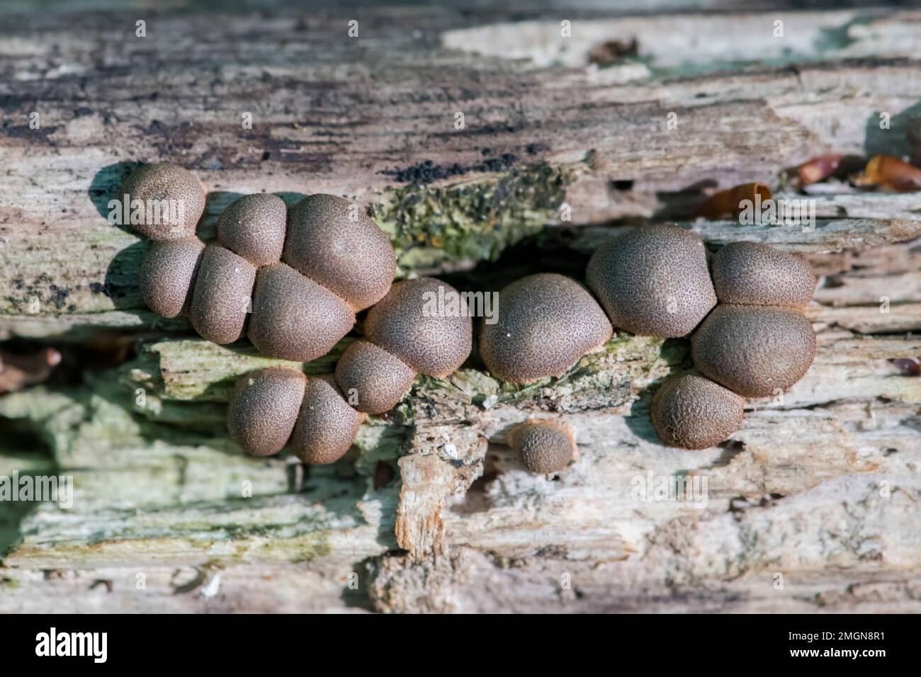 Wolf's Milk Slime Mold (Lycogala epidendron) Brown ball-shaped ...