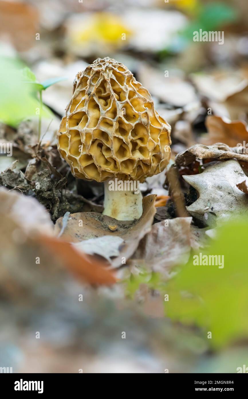 Classic yellow morel (Morchella esculenta), Bouxieres-aux-dames ...
