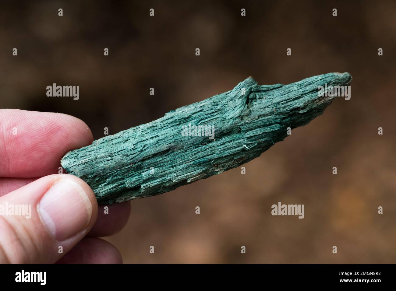 Green elfcup (Chlorociboria aeruginascens) lignicolous fungus ...