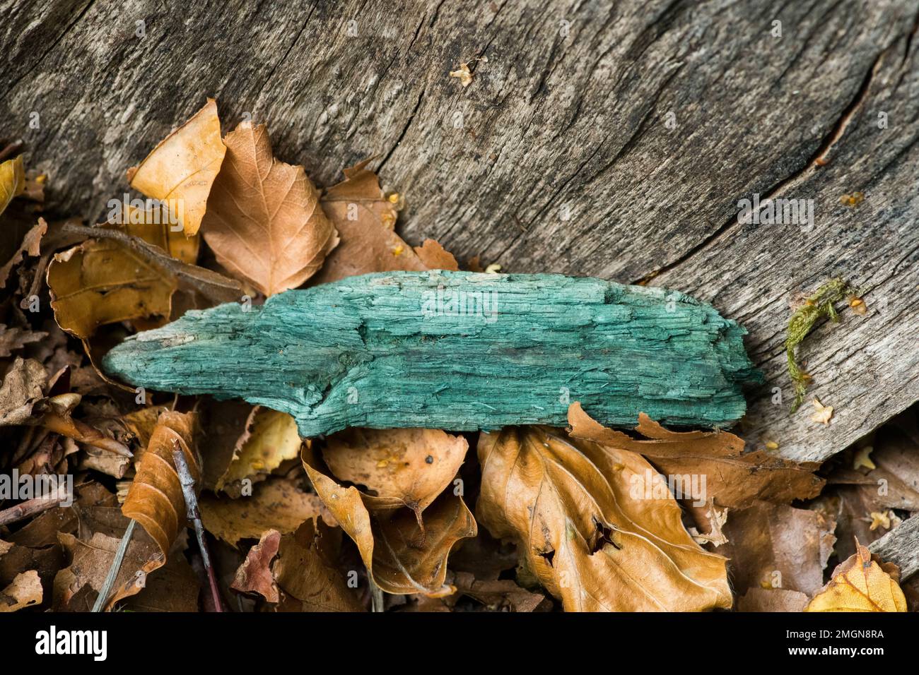 Green elfcup (Chlorociboria aeruginascens) lignicolous fungus ...