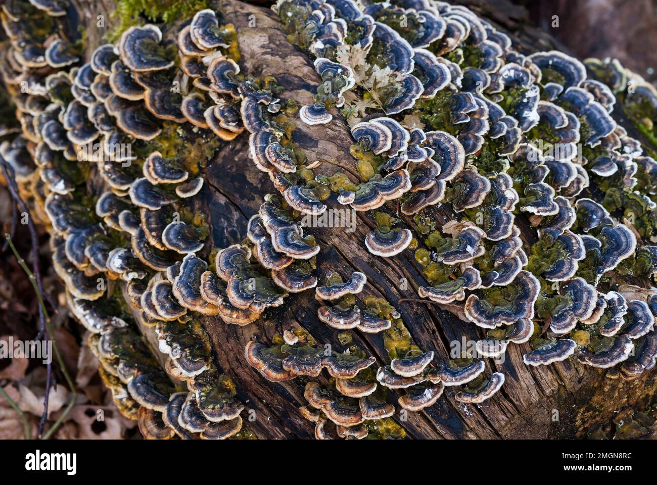 Polypores, wood-boring fungi on stumps Stock Photo - Alamy