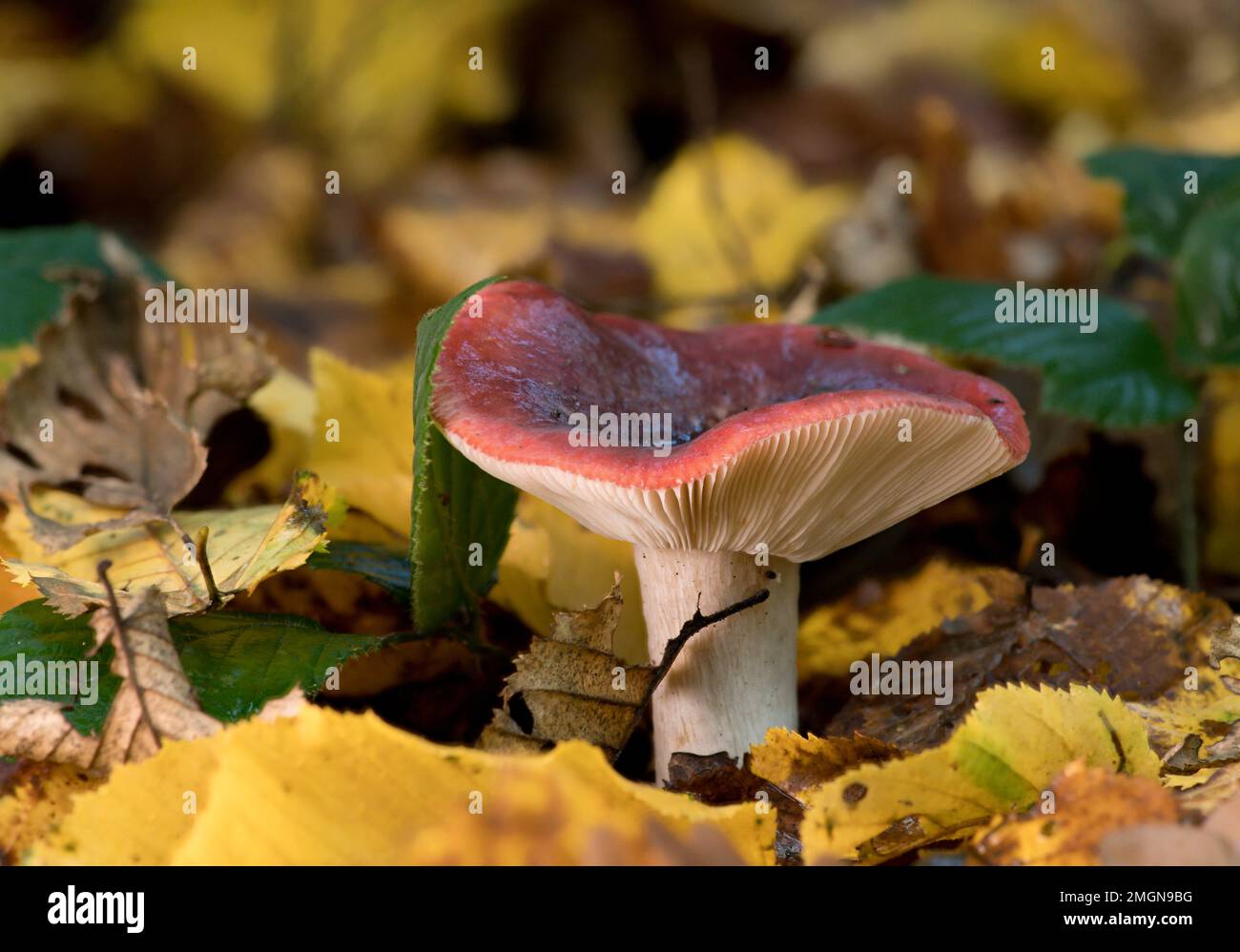 Red brittlegill (Russula rhodopus) in dead leaves, Atton, Lorraine ...