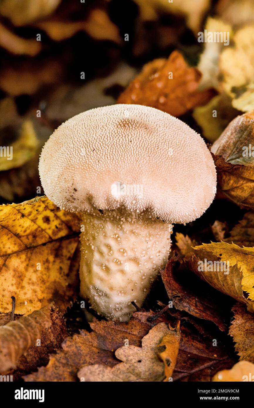 Common Puffball (Lycoperdon perlatum) in dead leaves, Forêt de la Reine ...