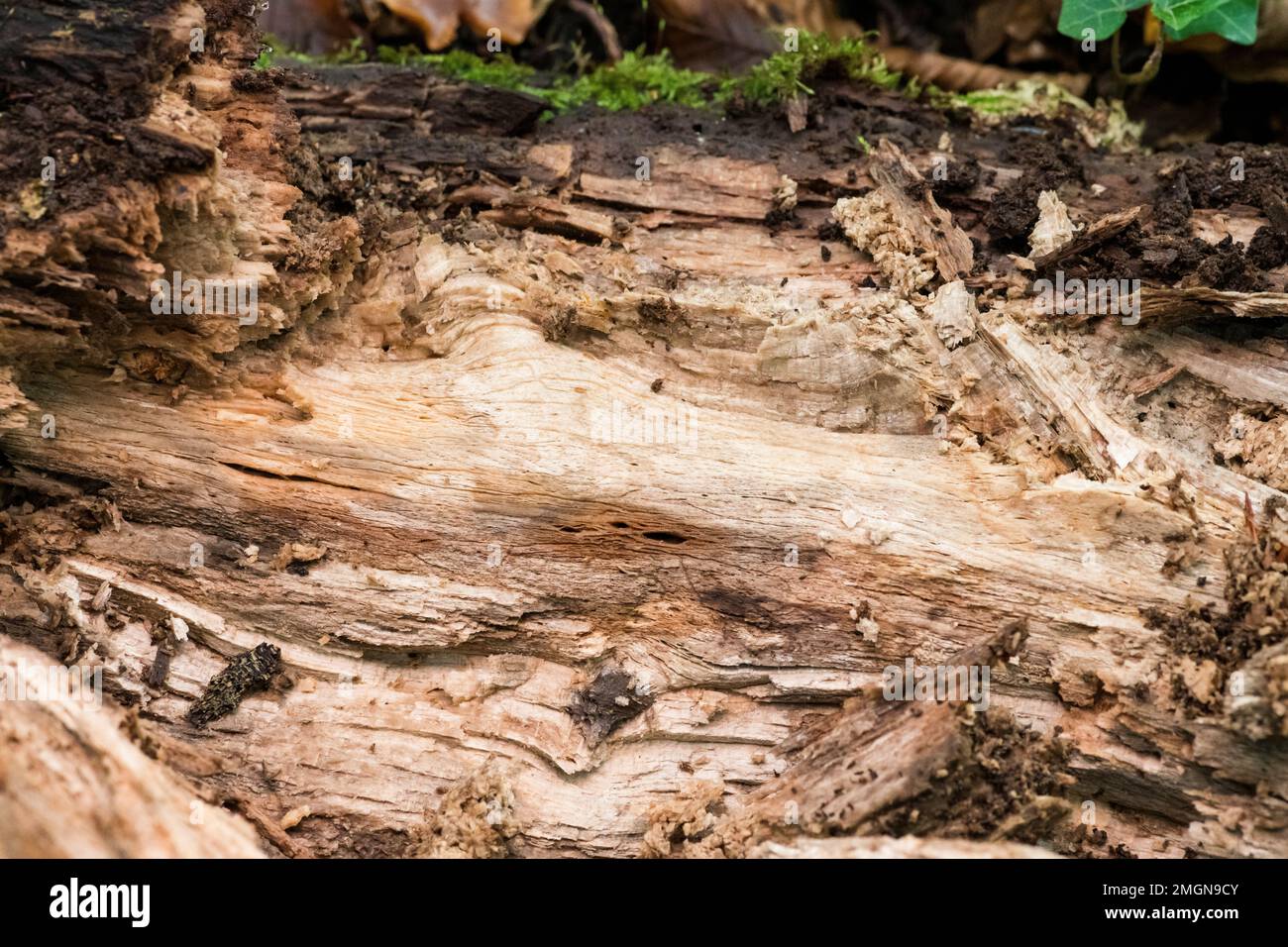 Dead wood with white rot caused by ligninolytic fungi, Forêt de la ...