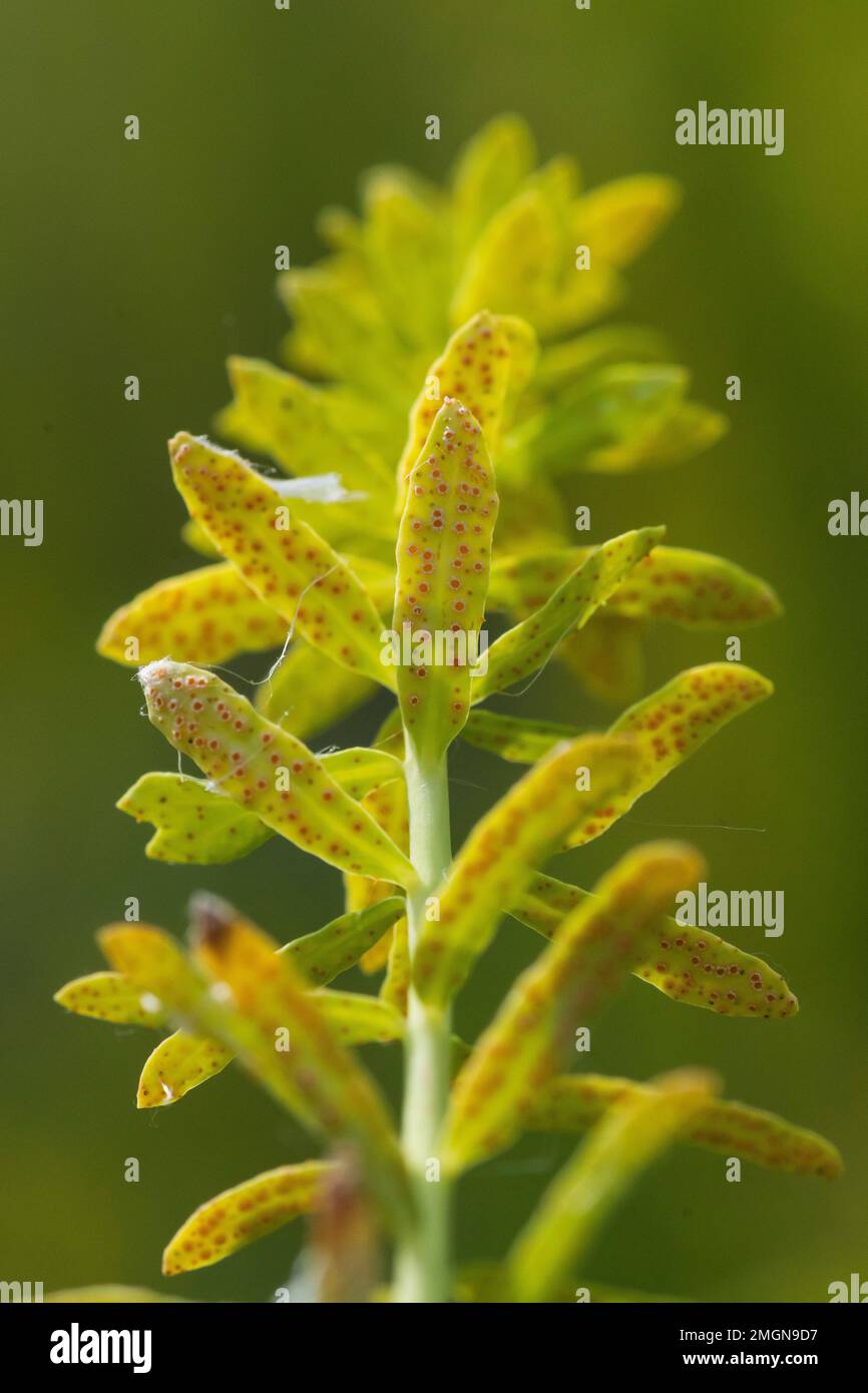 Rust fungi, Monilinia (Monilinia sp) on Cypress spurge (Euphorbia ...