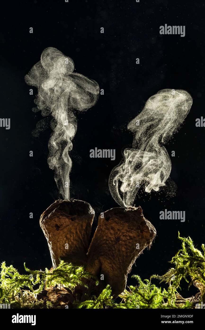 Spores emitted by a beaded wolf's tail (Lycoperdon perlatum), Forêt de ...