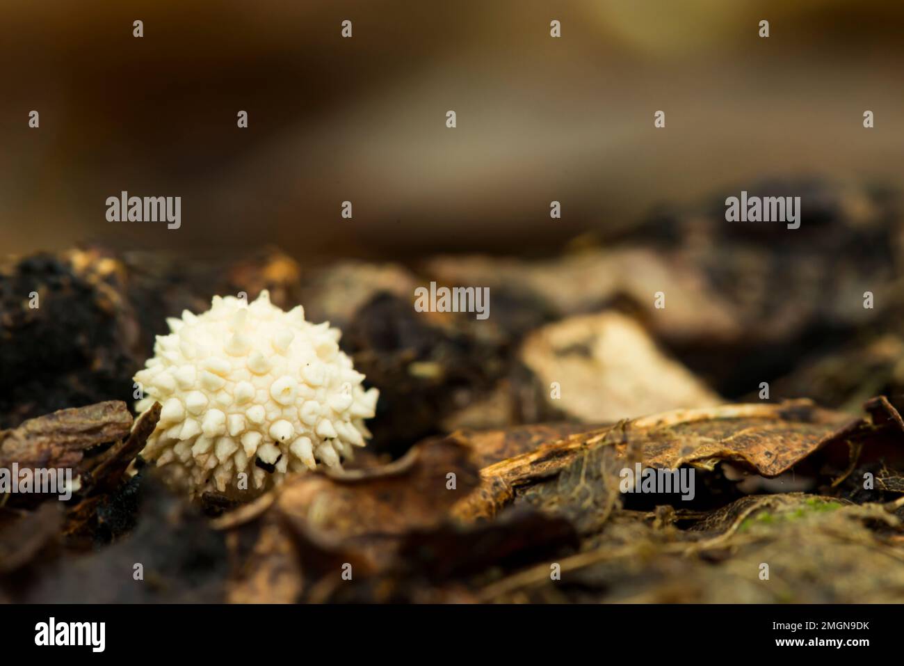 Spiny Puffball (Lycoperdon echinatum), Forêt de Reine, Lorraine, France ...