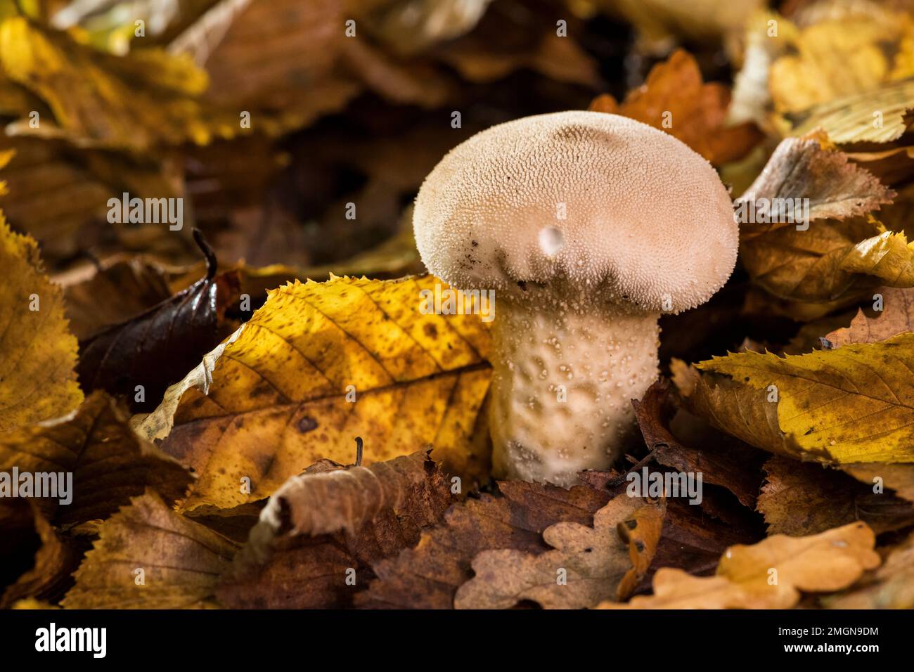 Common Puffball (Lycoperdon perlatum) in dead leaves, Forêt de la Reine ...