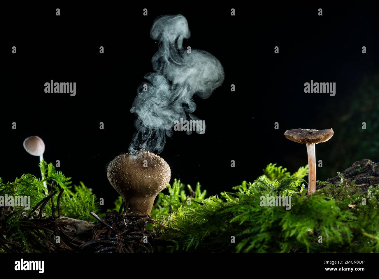 Spores emitted by a Pear-Shaped Puffball (Lycoperdon pyriforme ...