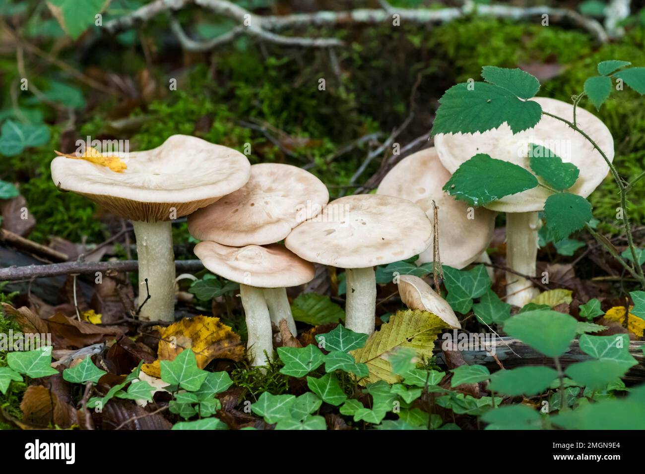 Russula (Russula sp), Forêt de la Reine, Lorraine, France Stock Photo ...