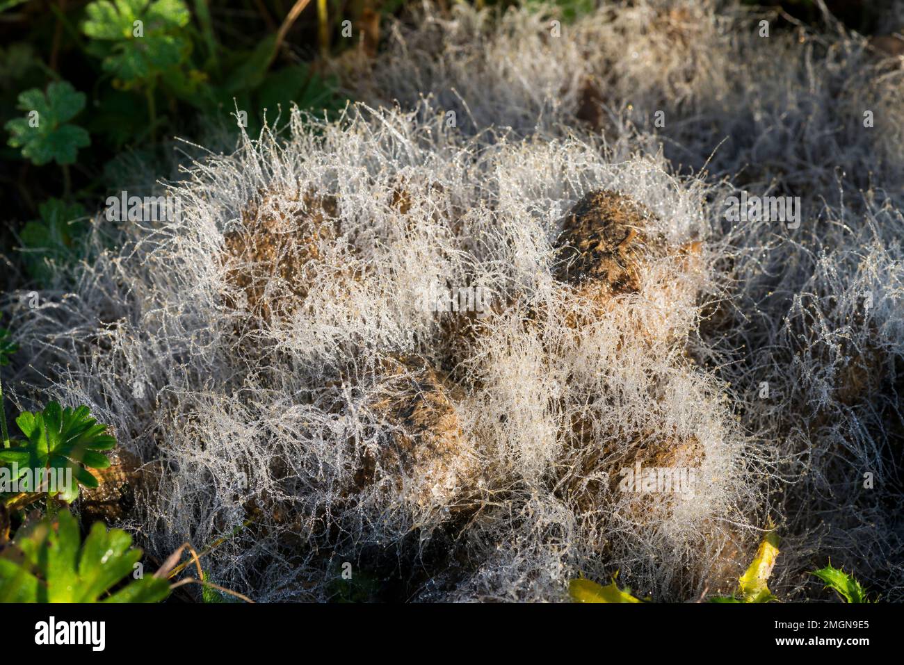 Fungus on a dung, coprophilic fungus forming mycelial filaments ...