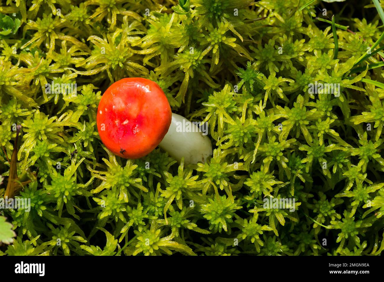 Red russula in the sphagnum mosses of a Vosges bog, Hohneck Massif ...
