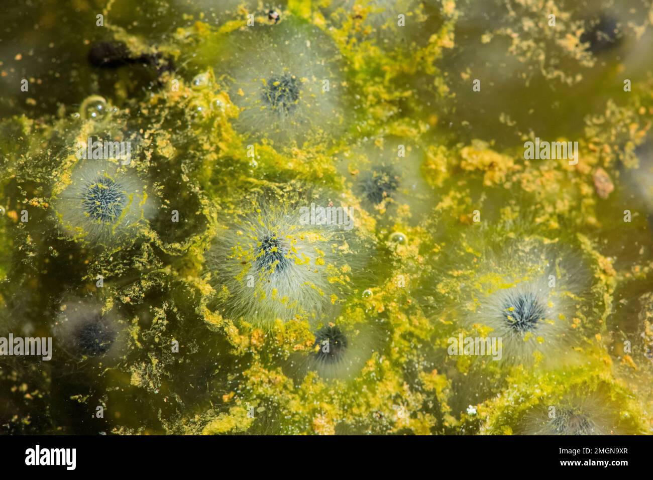 Parasitic fungus on an egg of a European frog (Rana temporaria ...