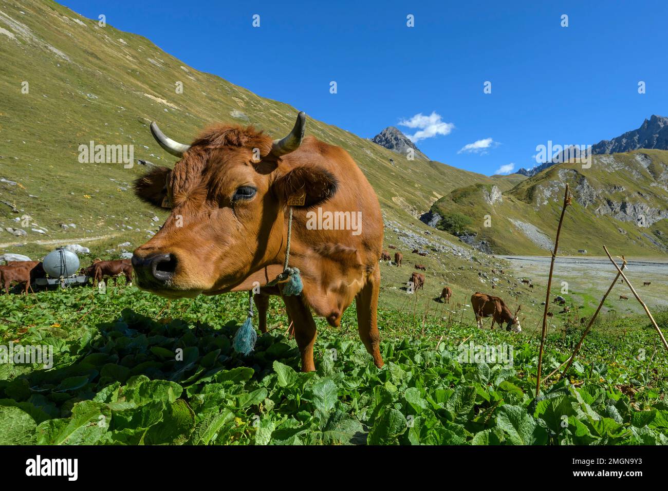 Tarine cow in summer pasture, former lake of Gliere, Haute vallee de ...