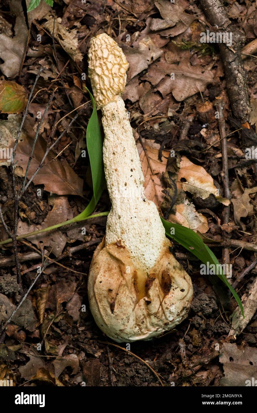 Stinkhorn (Phallus impudicus), Forêt de la Reine, Lorraine, France ...