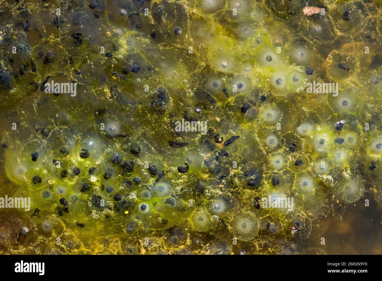 Parasitic fungus on an egg of a European frog (Rana temporaria ...