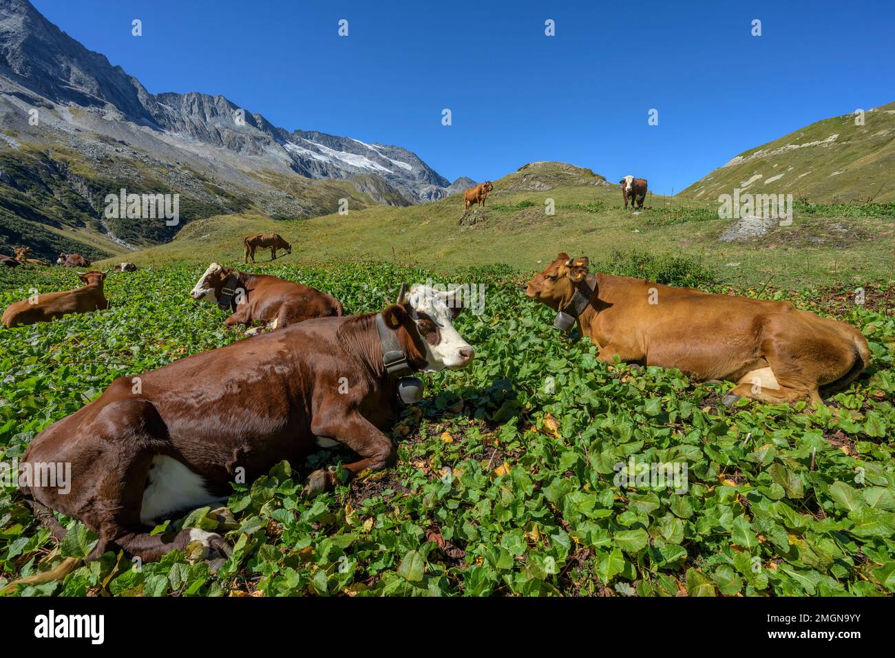 Abondance cattle hi-res stock photography and images - Alamy