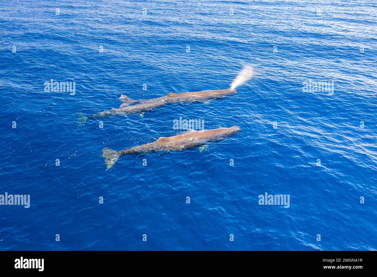 Sperm whale (Physeter macrocephalus).Aerial view of mother and calf and escort. Vulnerable (IUCN ...