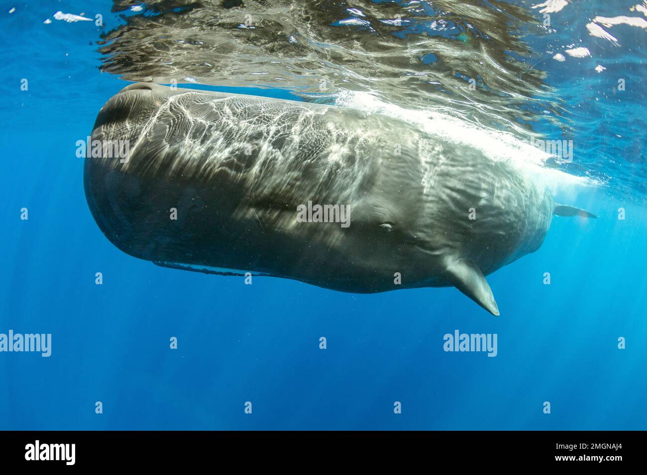 Sperm whale, (Physeter macrocephalus) surfacing. Vulnerable (IUCN). The ...