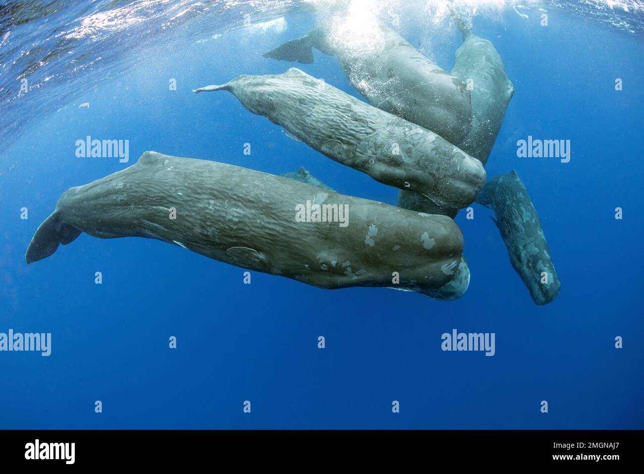 Pod of sperm whale swimming, (Physeter macrocephalus), Vulnerable (IUCN), The sperm whale is the ...
