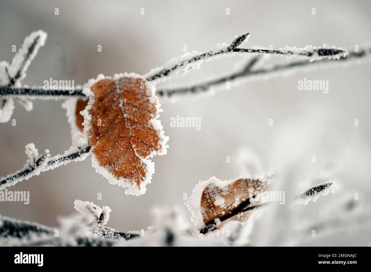 Hellenthal, Germany. 26th Jan, 2023. Ice crystals have formed on the ...