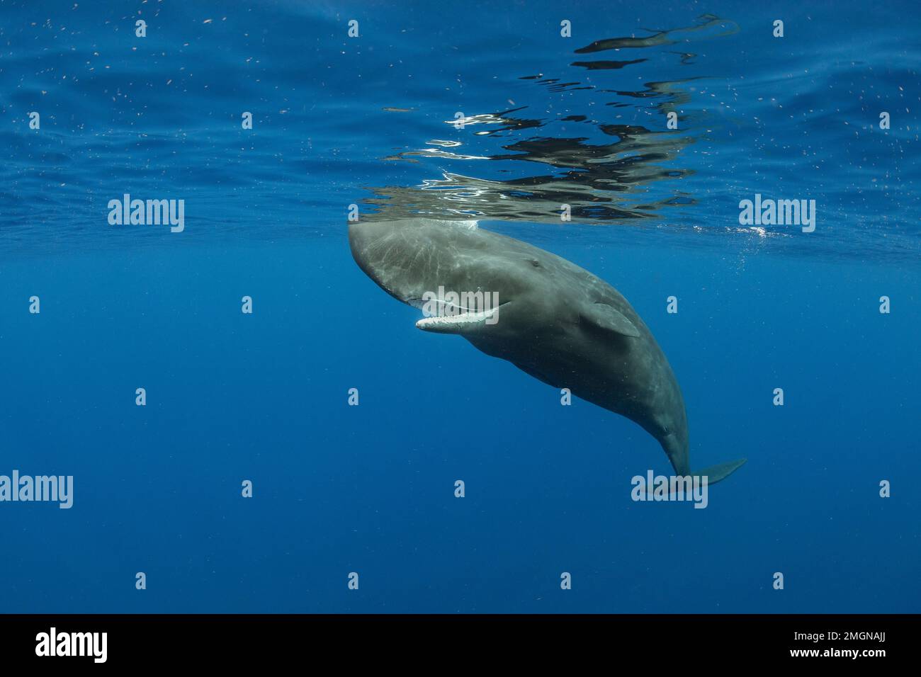 Sperm whale with squid tentacle on the mouth (Physeter macrocephalus ...