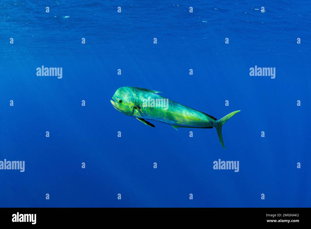 Mahi-mahi or common dolphinfish (Coryphaena hippurus) Dominica ...