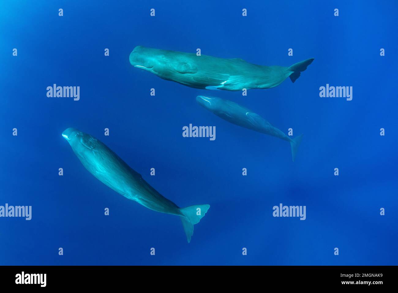 Pod of sperm whale swimming, (Physeter macrocephalus), Vulnerable (IUCN), The sperm whale is the ...