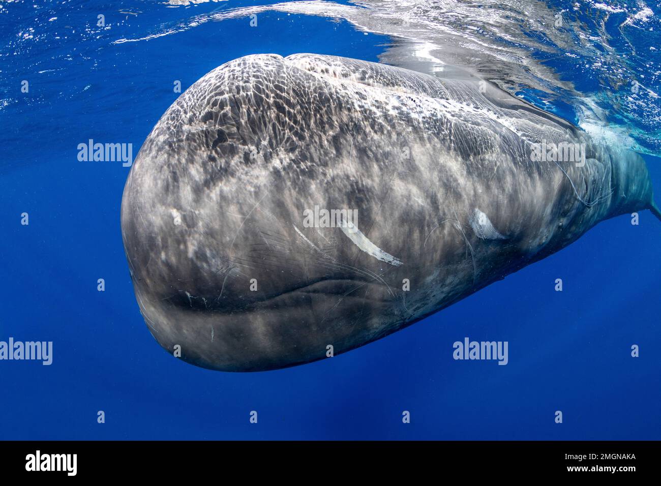 Sperm Whales Sperm