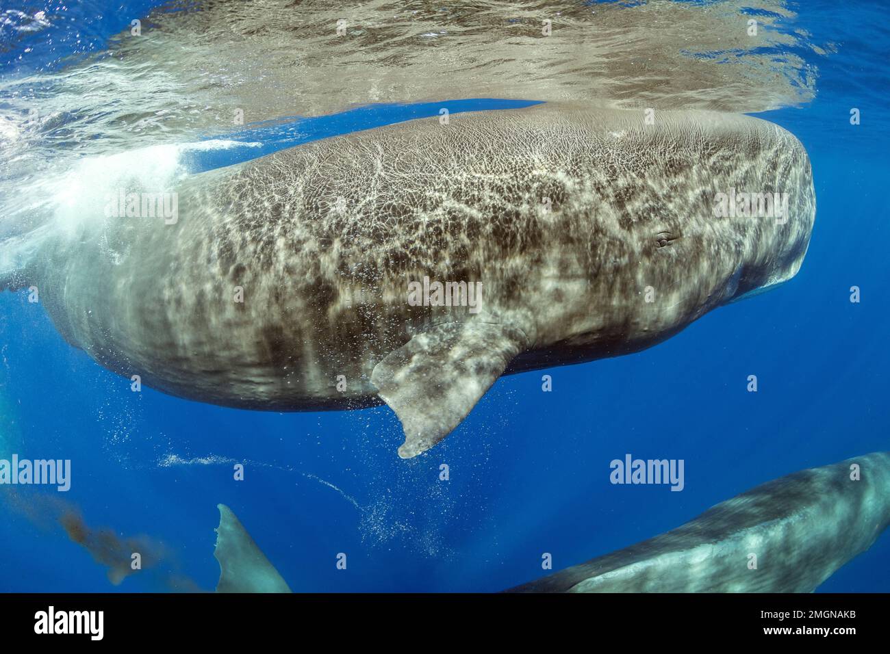 Sperm whale, (Physeter macrocephalus) surfacing. Vulnerable (IUCN). The ...