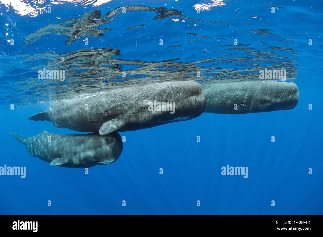 Pod of sperm whale swimming, (Physeter macrocephalus), Vulnerable (IUCN), The sperm whale is the ...